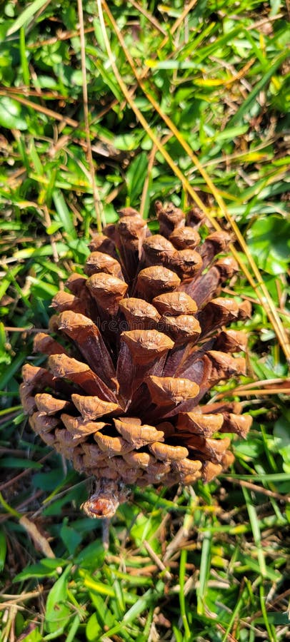 Fallen Pine Cone in Florida Grass Soft Focus Stock Photo - Image of ...