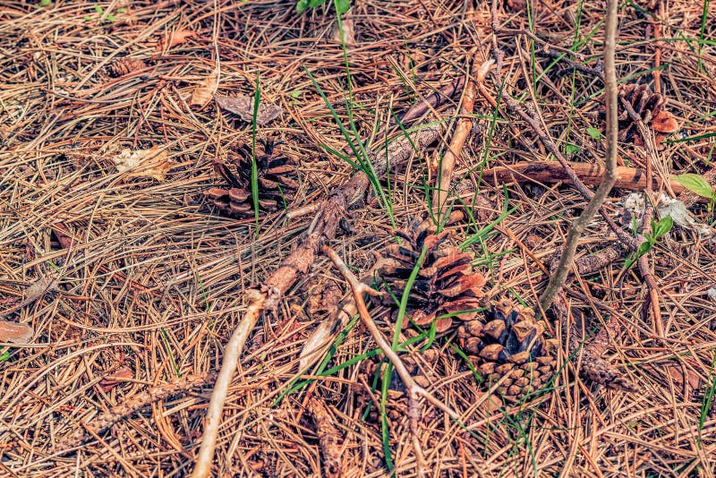 Fallen Pine Cones in Dead Grass Stock Photo - Image of rustic, season ...