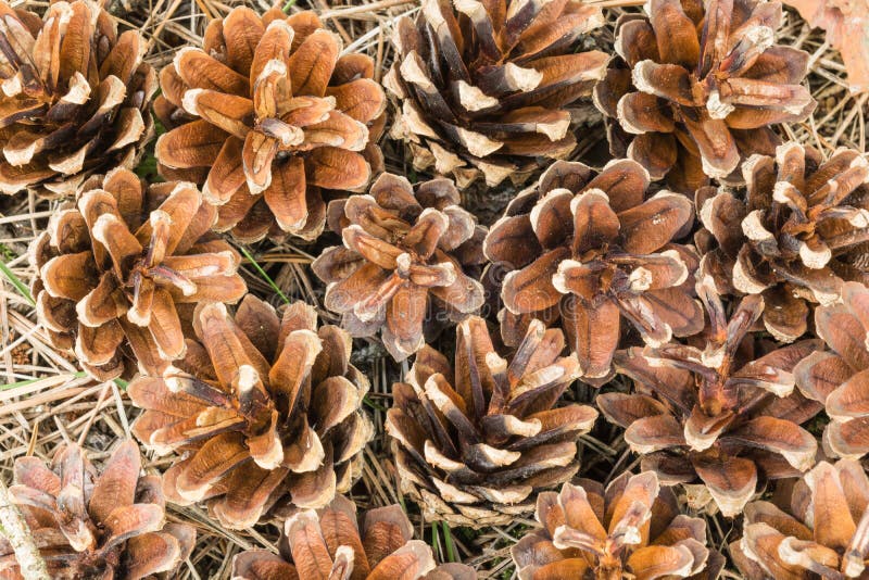 Fallen Pine Cones on the Grass and Needles in a Natural Environment ...