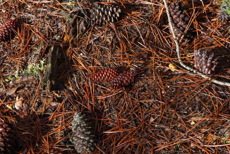 Fallen Pine Cones on the Ground Stock Photo - Image of evergreen ...