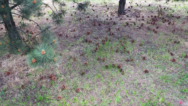 Fallen Pine Cones Lie on a Forest Floor among Needles and Moss in the ...