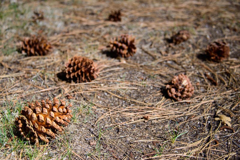 Fallen pine cones stock photo. Image of background, pinecone - 40350962