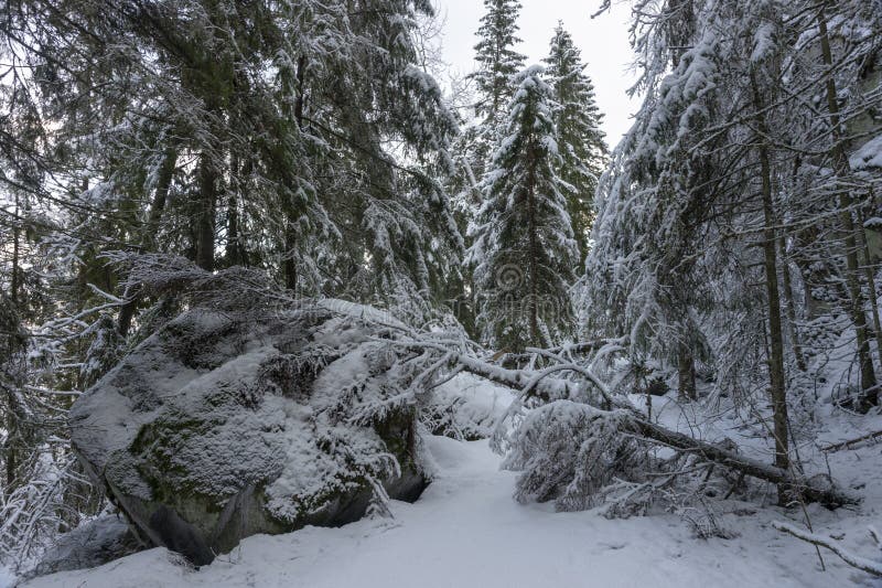 Fallen Pine Covered with Frost on Valaam Stock Photo - Image of blizzard, wilderness: 273349910
