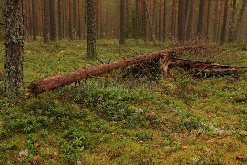 Fallen tree in the forest stock image. Image of distance - 103347855
