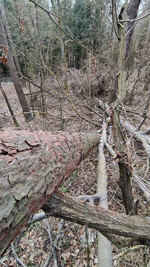 Fallen pine forest stock image. Image of geology, nature - 271240149