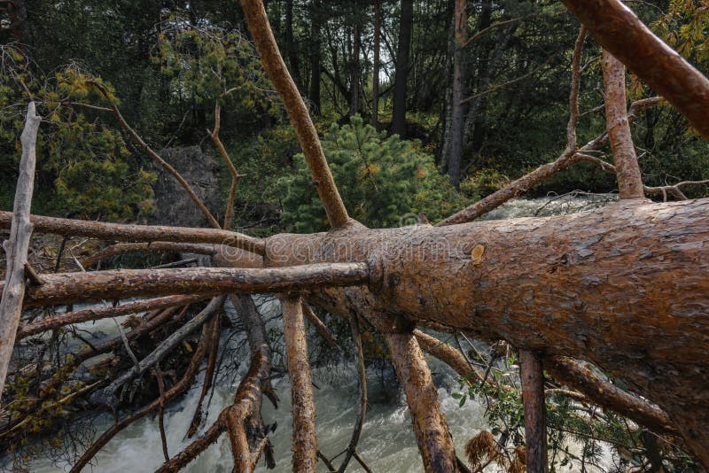 Fallen pine in the woods stock image. Image of green - 97553119