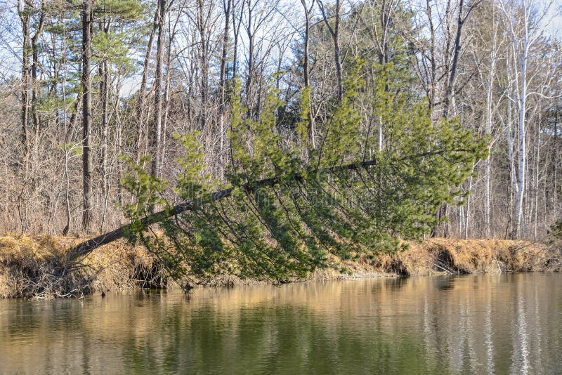 Fallen pine. stock image. Image of temperature, forest - 62617777