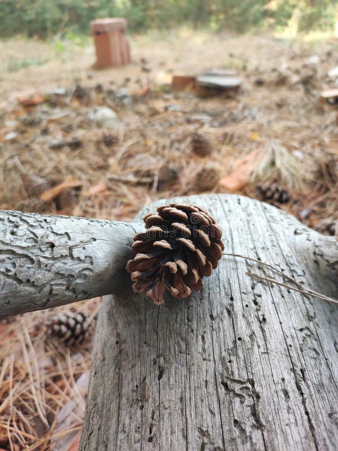 Fallen pine tree with cone stock photo. Image of cone - 295359194