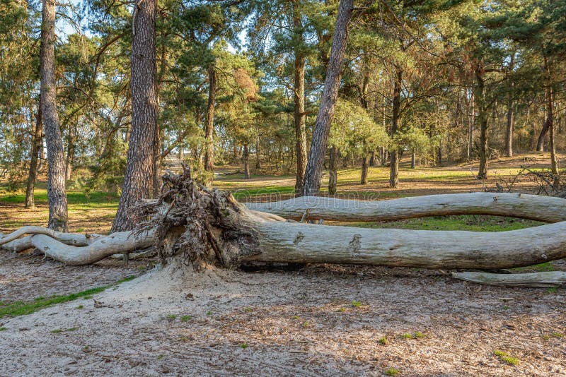 Fallen Pine Tree in the Foreground of a Forest Stock Image - Image of ...