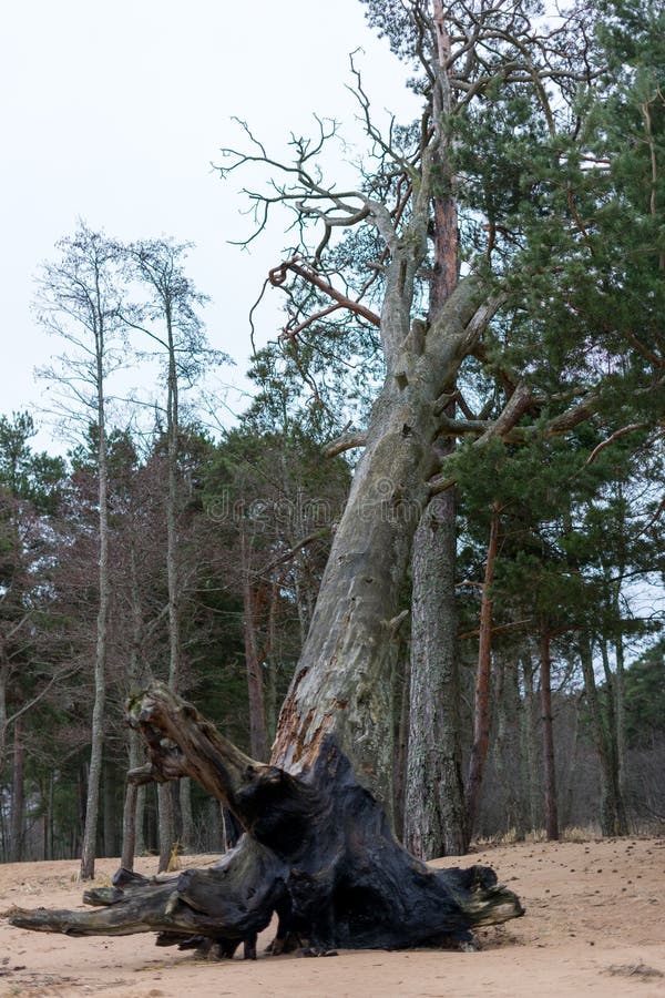 Fallen Pine Tree in a Pine Forest Stock Photo - Image of spindles ...