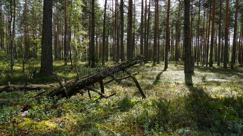 Fallen Pine Tree in a Pine Forest Beautiful Landscape Stock Photo ...