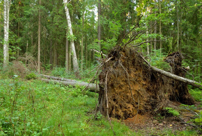Fallen Pine Tree in Forest. Stock Photo - Image of natural, botanical ...