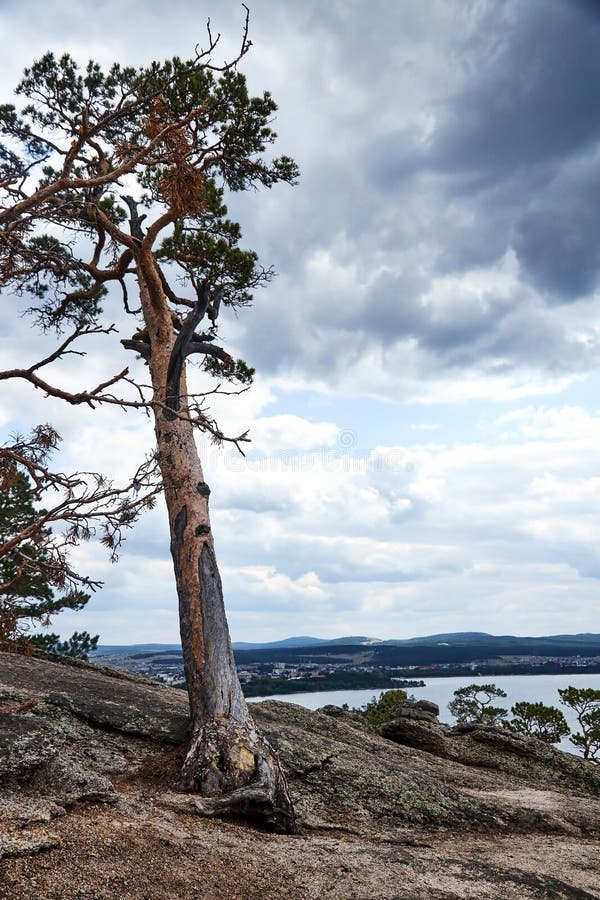 Fallen Pine Tree Growing on the Cliff Stock Image - Image of green ...