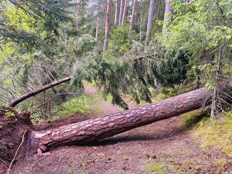 Forest Path and Fallen Tree Obstacle Stock Photo - Image of fallen ...