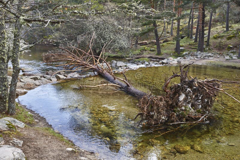 Fallen Pine Tree with Roots into the River. Forest Landscape Stock ...
