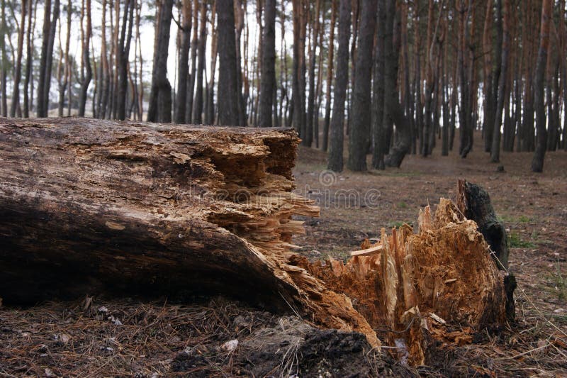 182 Splintered Tree Outdoor Nature Stock Photos - Free & Royalty-Free ...
