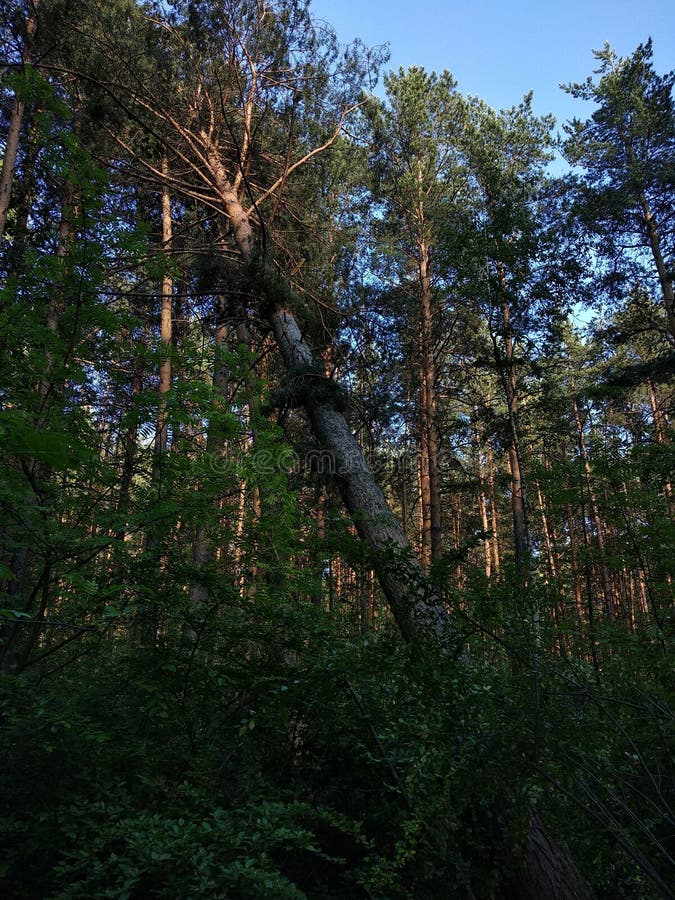Fallen tree stock image. Image of pine, branches, strong - 187164373