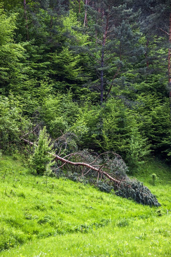 A fallen pine stock photo. Image of green, storm, environment - 253570030
