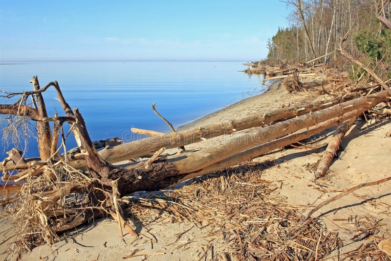 Fallen Pine Trees on the Beach in Latvia Stock Photo - Image of pine ...