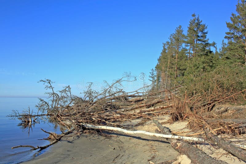 Fallen Trees after High Waters in Latvia Stock Image - Image of trees ...