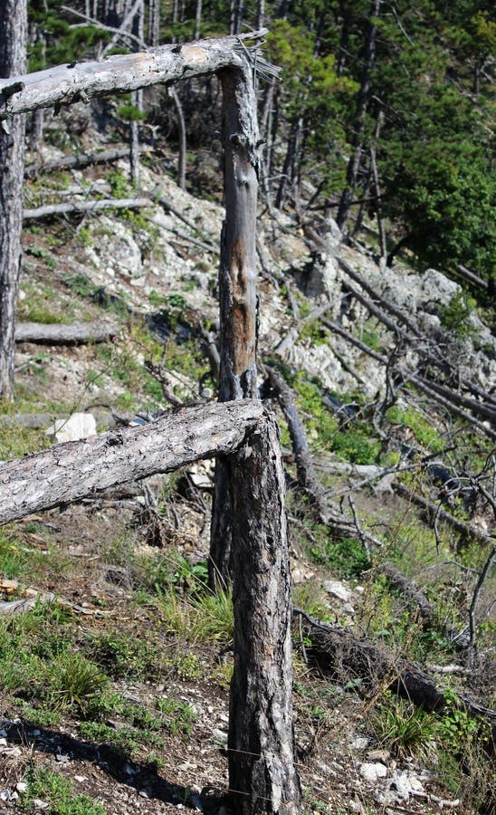 Fallen pine-trees stock photo. Image of forest, plant - 125758482