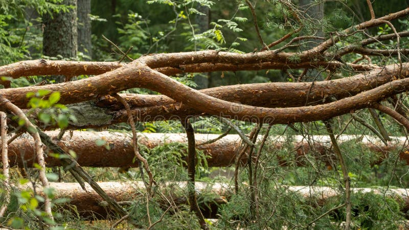 Fallen Pine Trees in Forest Stock Image - Image of timber, rustic ...