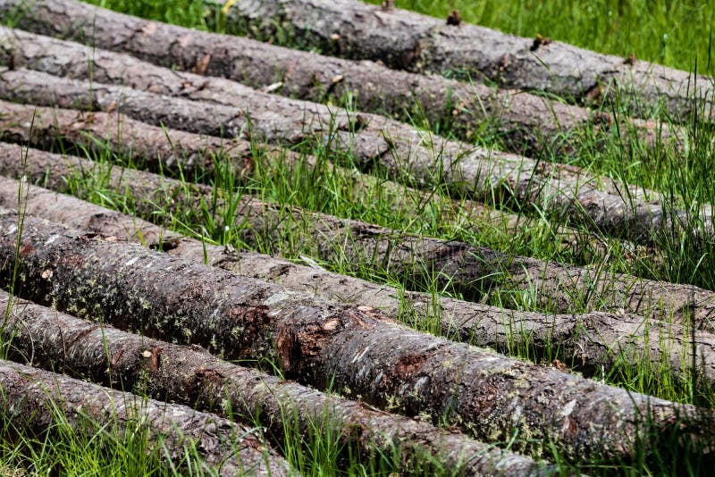 Fallen Forest Log Perspective with Trees and Plants Stock Photo - Image ...