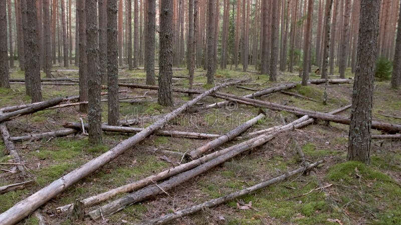 Fallen Pine Trees in Pine Forest on Green Grass, Closeup View, Timber ...