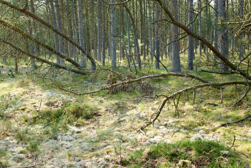 Fallen Pine Trees after a Storm or Strong Wind Leaning and Damaged in a ...