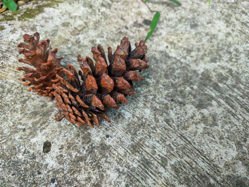 Fallen Pinecones Against a Backdrop of Concentrated Cement Stock Photo ...