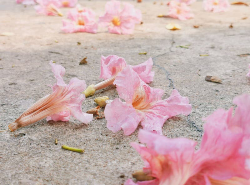 Fallen Pink Flowers on the Ground Stock Image - Image of flowers ...