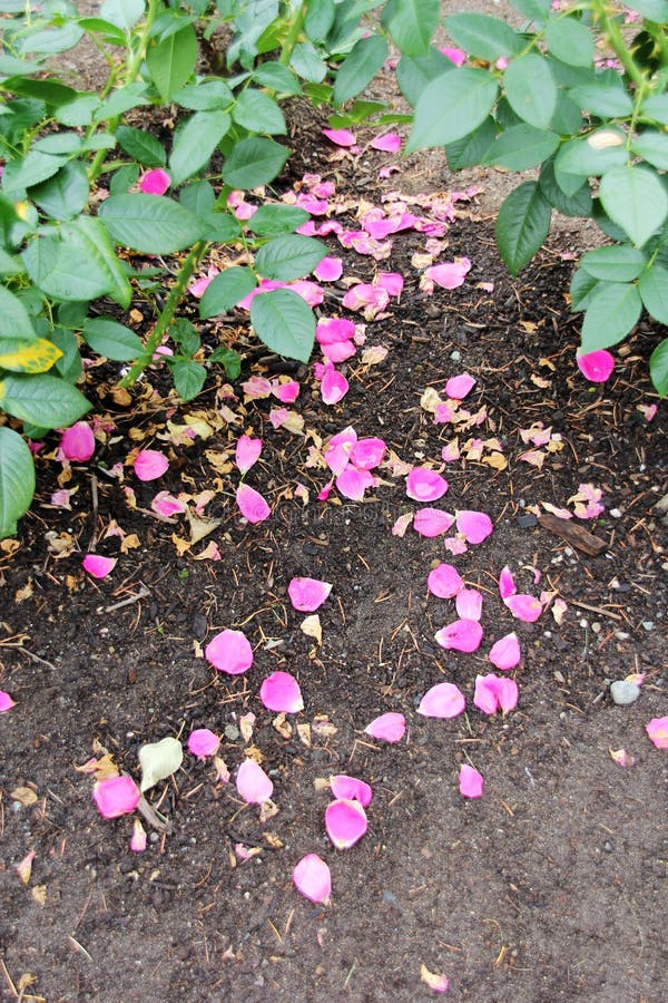 Fallen Pink Rose Petals on the Soil Stock Image - Image of pink, ground ...