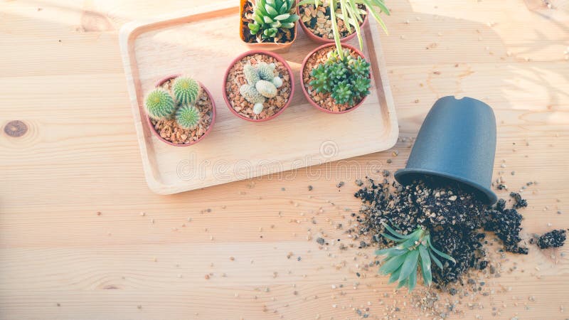 Fallen pot plant on desk. stock image. Image of cactus - 69702635