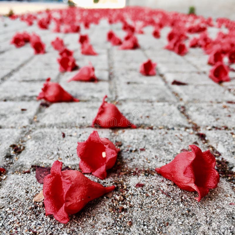 Fragile fallen flower stock photo. Image of petal, star - 184480176