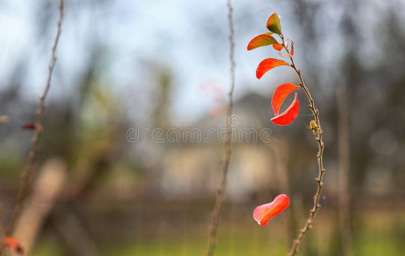 Fallen red leaf in garden stock image. Image of time - 130945825