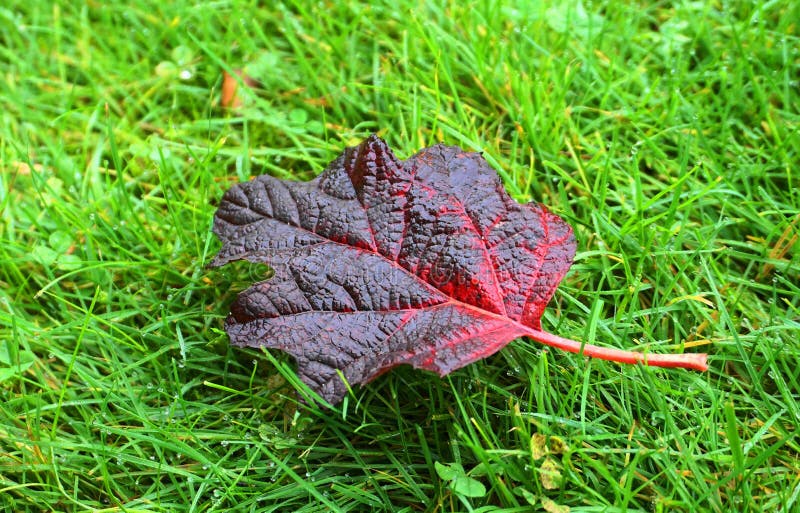 Fallen Red Leaf on Grass with Dew Drops Close Up. Stock Photo - Image ...