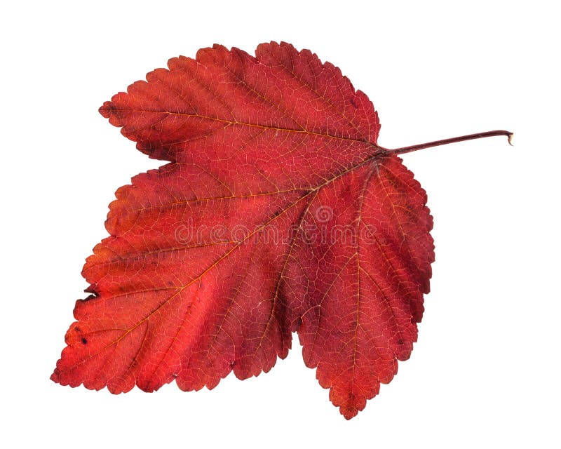 Fallen Red Leaf of Ninebark Physocarpus Shrub Stock Image - Image of ...
