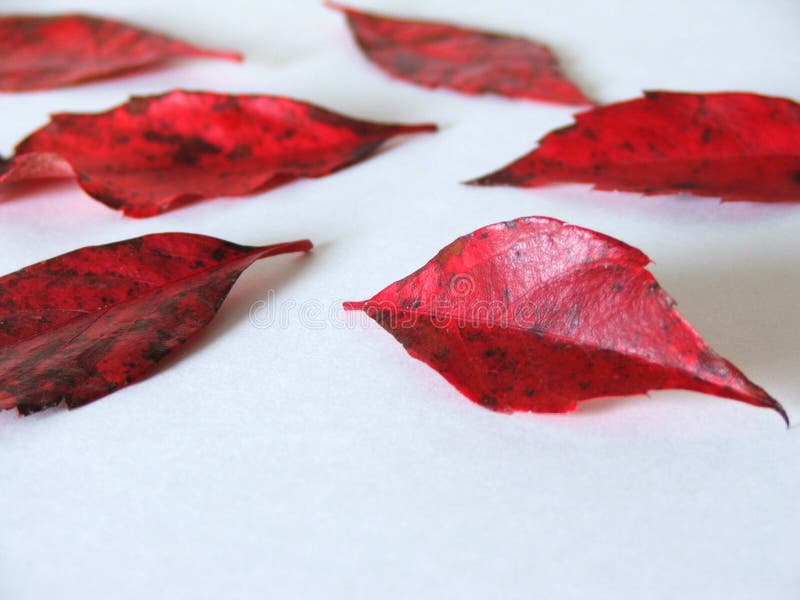 Fallen Red Leaves Picture. Image: 339465