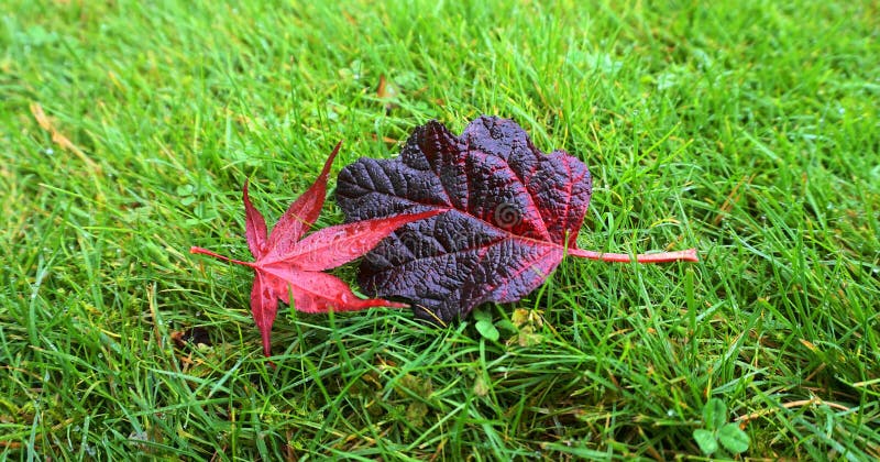 Fallen Red Leaves on Grass with Dew Drops Close Up. Stock Image - Image ...