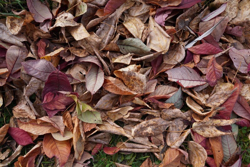 Fallen red leaves stock image. Image of leaf, bright - 258484563