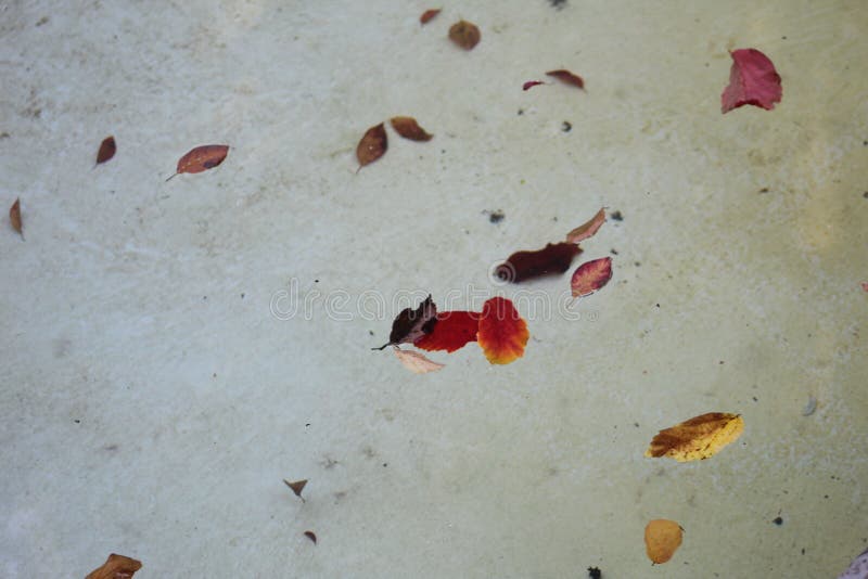 Fallen Red Leaves in the Pool Water Stock Photo - Image of liquid ...
