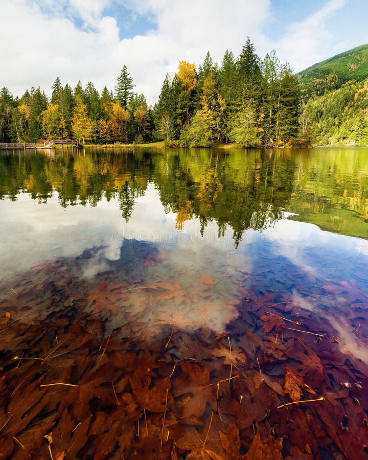 Fallen Red Leaves in Shallow Lake with the Reflection of Lush Green ...