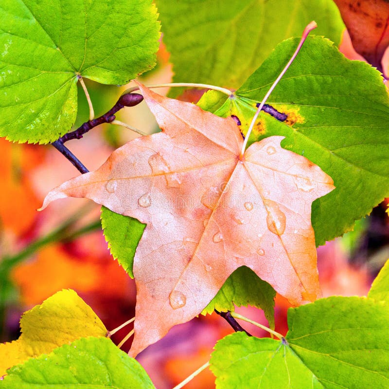 A Fallen Red Maple Leaf with a Drop of Rain and Green Birch Leaves ...
