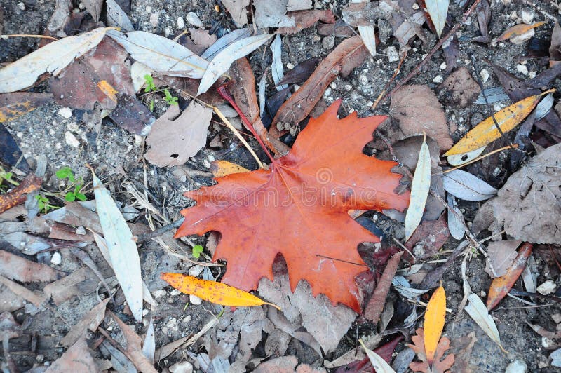 Fallen red maple leaf stock image. Image of decoration - 86316219