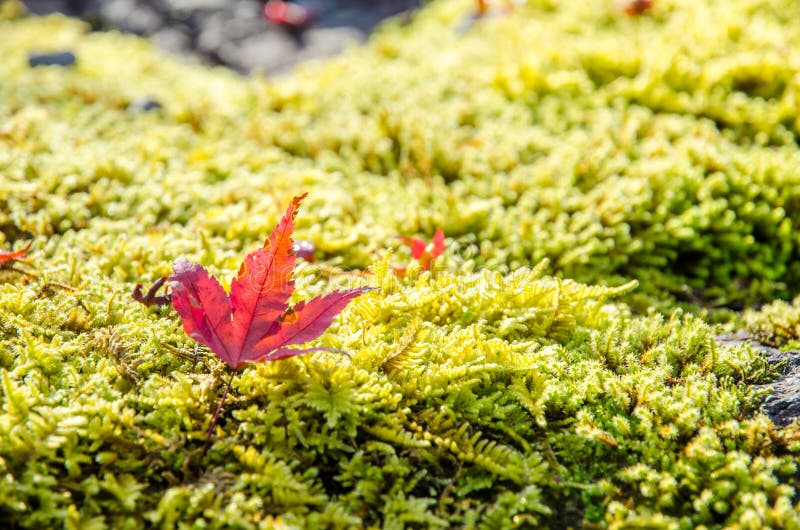 Fallen red maple leave stock photo. Image of floor, nature - 58636506