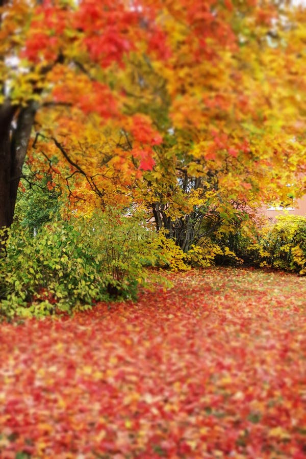 Fallen Red Maple Leaves on Grass in the Park Stock Photo - Image of ...
