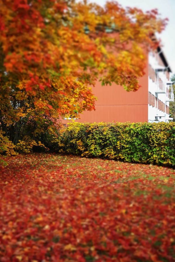 Fallen Red Maple Leaves on Grass in the Park Stock Photo - Image of ...
