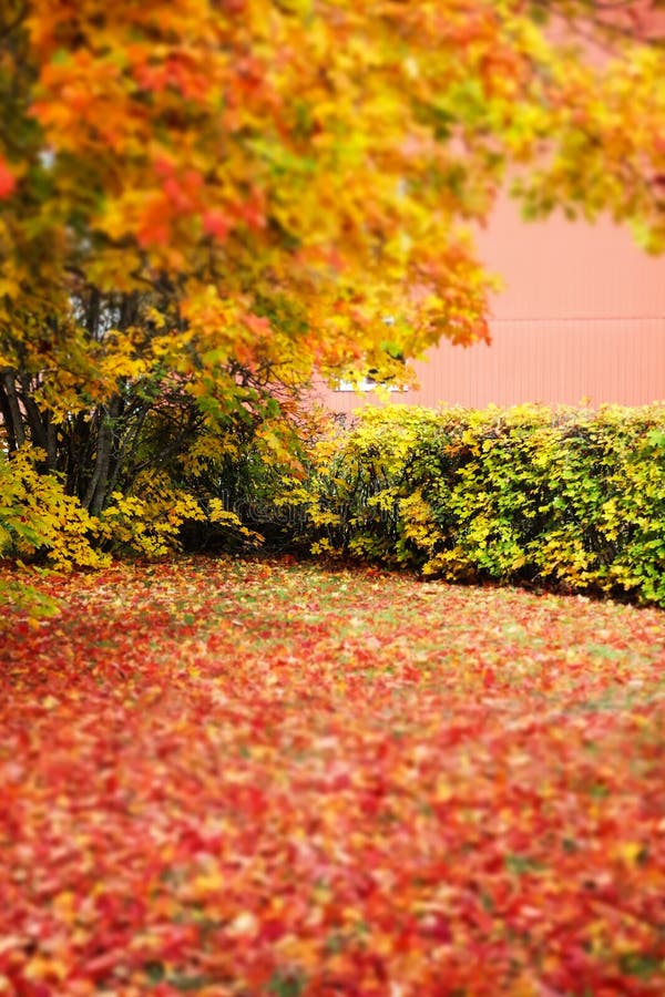 Fallen Red Maple Leaves on Grass in the Park Stock Image - Image of ...