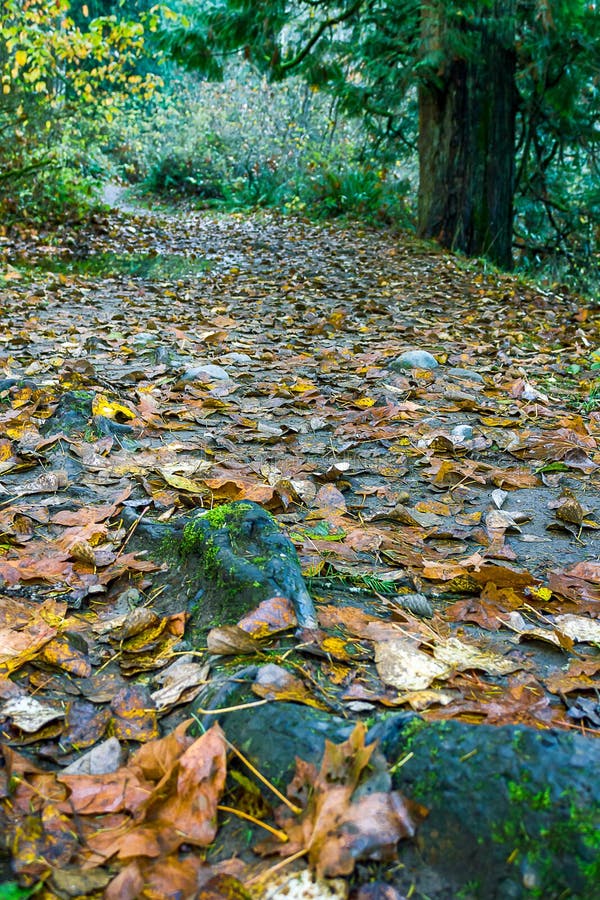 Tree roots in path stock photo. Image of beautiful, forest - 104400996