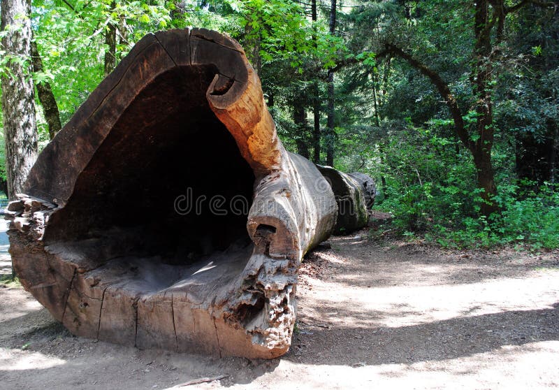 Fallen Redwood stock photo. Image of west, background - 113400908